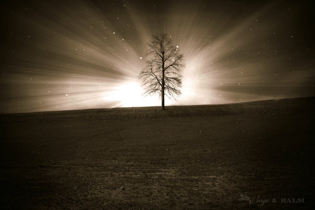 Tree With Bright Light, Single Tree, Fantasy Print, Sepia Photography ...