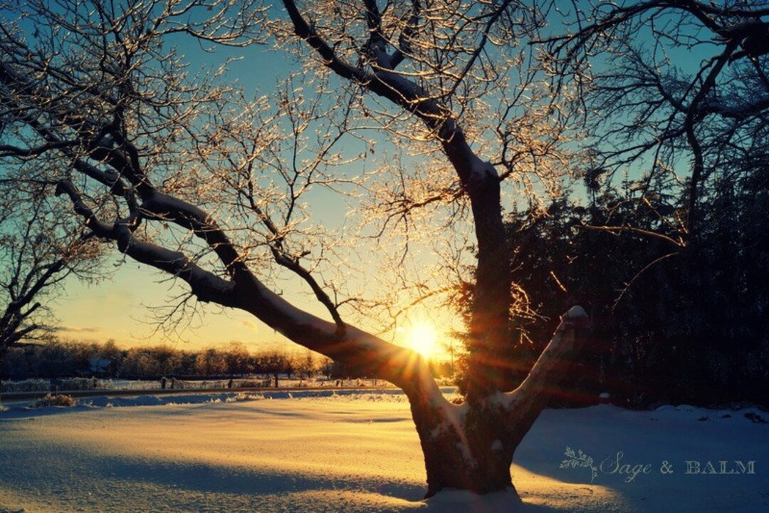Winter Sunset, Sunset Through the Trees, Beautiful Tree, Landscape ...