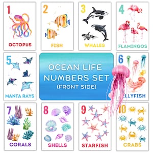Numbers Flash Cards for Kids, Ocean Theme, Ocean Animals, Flashcards ...