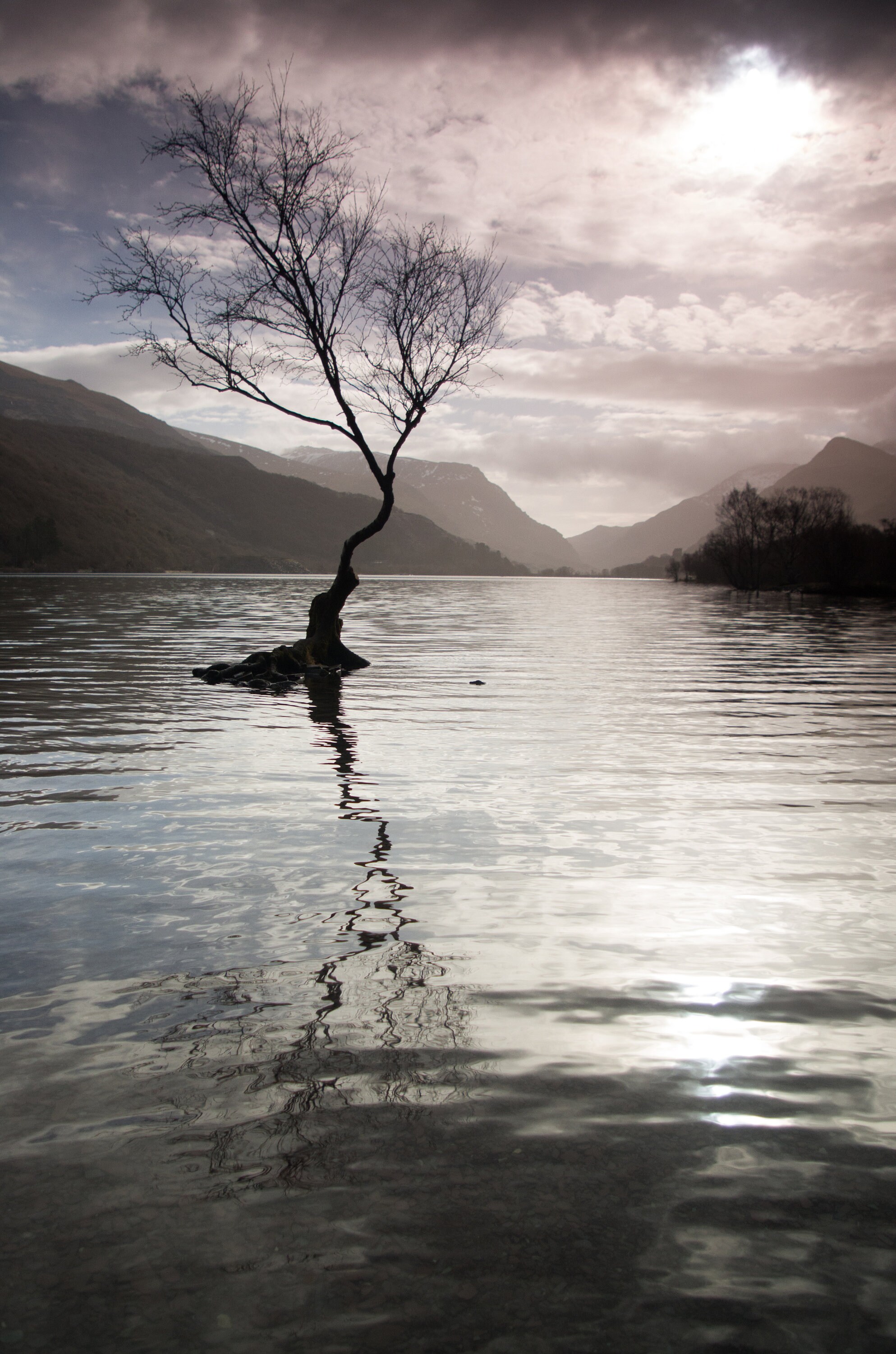 SNOWDONIA TREE PHOTO, Lonely Tree Photo in 21x29.5cm Mount, A4 Wall Art ...