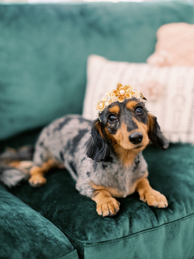 LYRA Gold Floral Glamorous Crystal Wedding Tiara for Dogs - Small ...