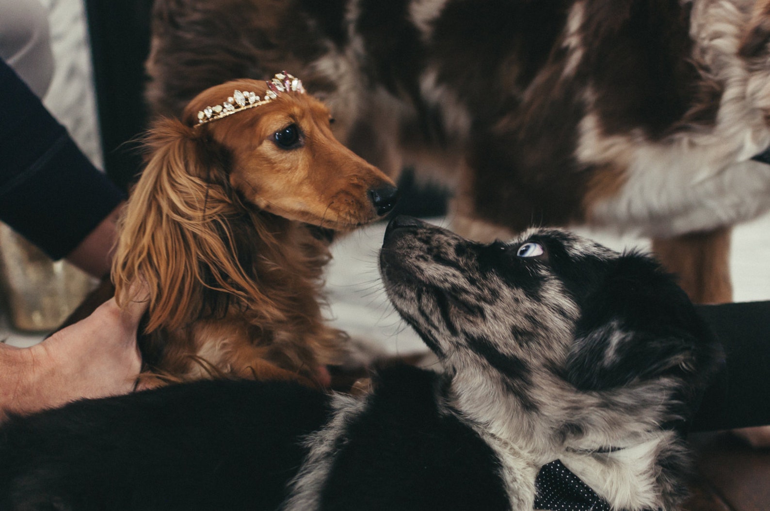 LIA Glamorous Crystal Wedding Tiara for Dogs Small Medium | Etsy