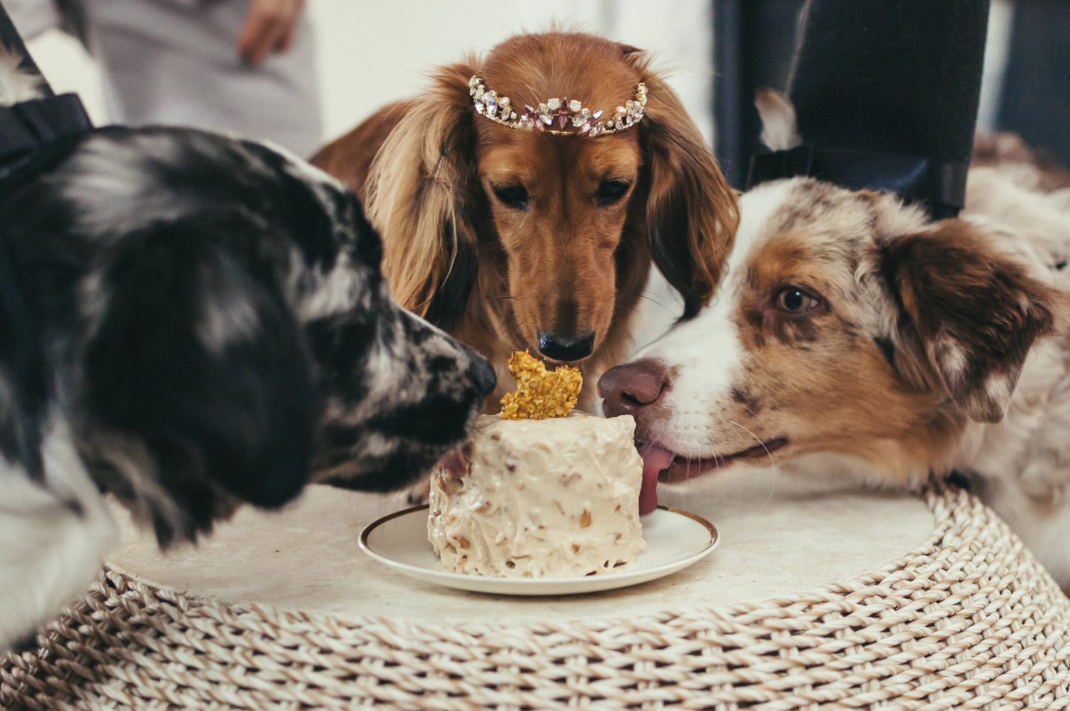 LIA Glamorous Crystal Wedding Tiara for Dogs Small Medium - Etsy