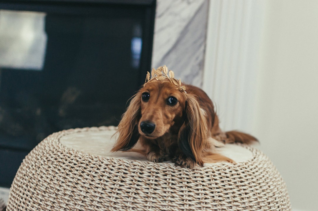 ATHENA Gold Leaves Glamorous Crystal Wedding Tiara for Dogs - Small ...