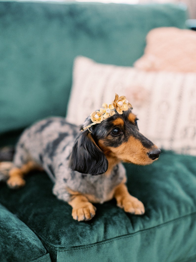 LYRA Gold Floral Glamorous Crystal Wedding Tiara for Dogs - Small ...