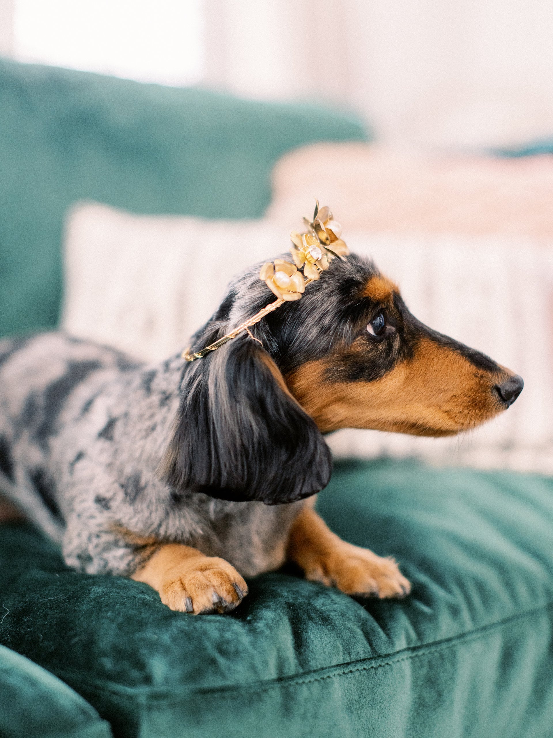 LYRA Gold Floral Glamorous Crystal Wedding Tiara for Dogs - Small ...