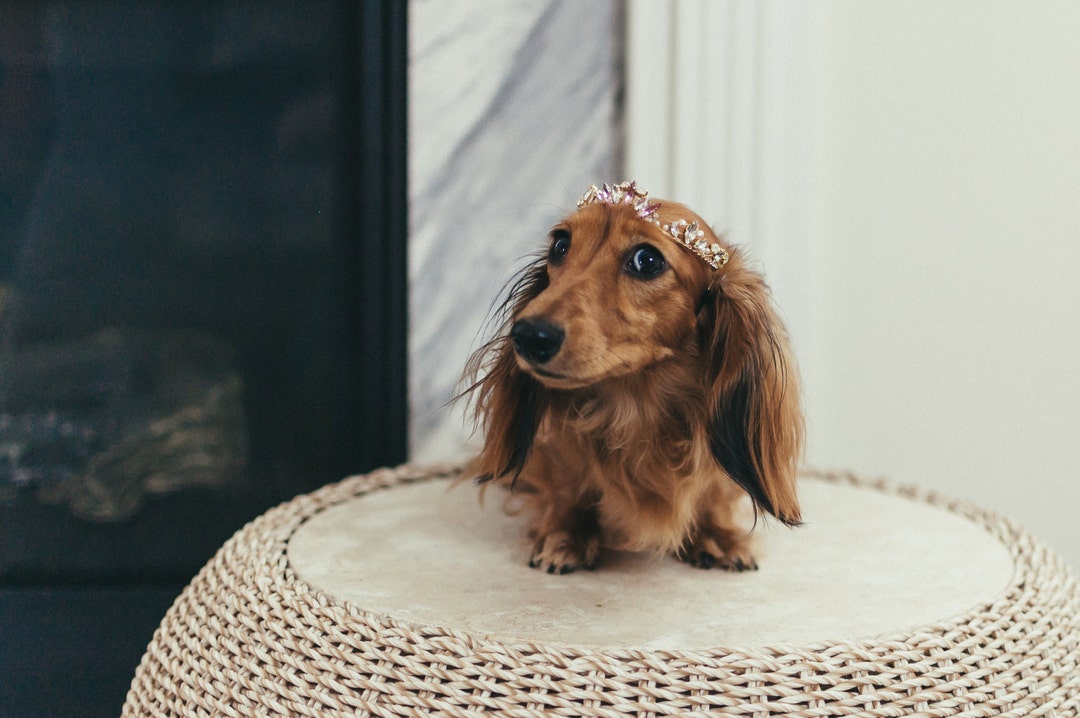 LIA Glamorous Crystal Wedding Tiara for Dogs - Small, Medium or Large ...