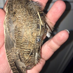 Crazy Cat Toy- Authentic Dehydrated Quail Wing - Etsy