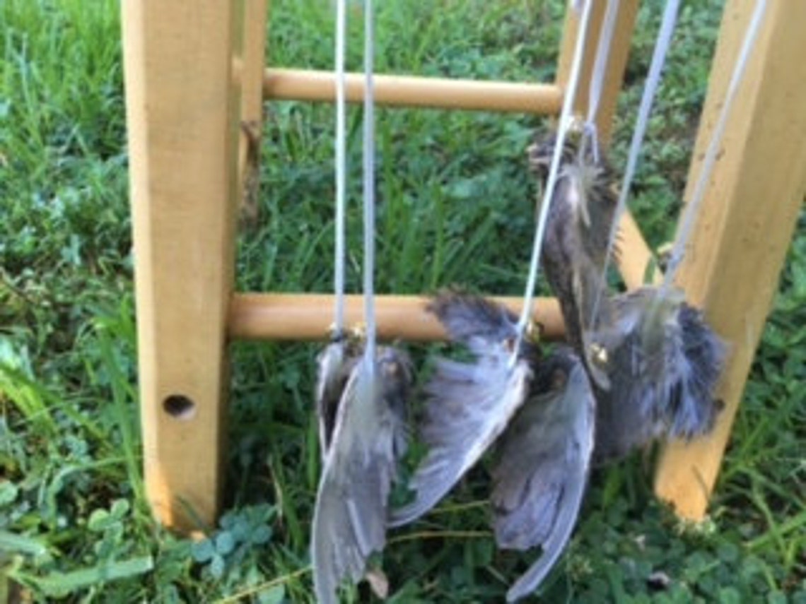 Crazy Cat Toy Authentic Dehydrated Quail Wing | Etsy