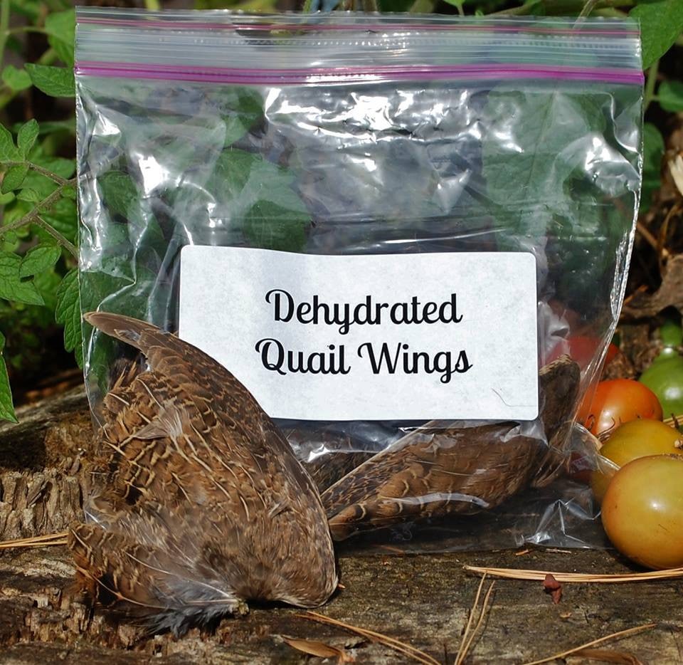 Dried Quail Wings4 for Crafts & Cats - Etsy