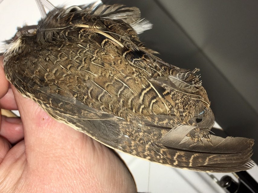 Dried Quail Wings4 for Crafts & Cats - Etsy