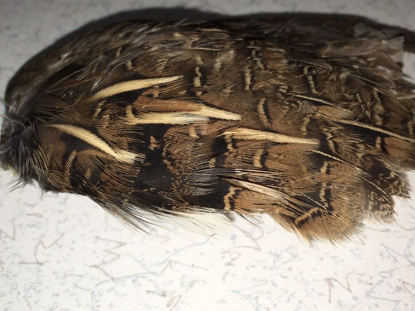 Dried Quail Wings4 for Crafts & Cats - Etsy