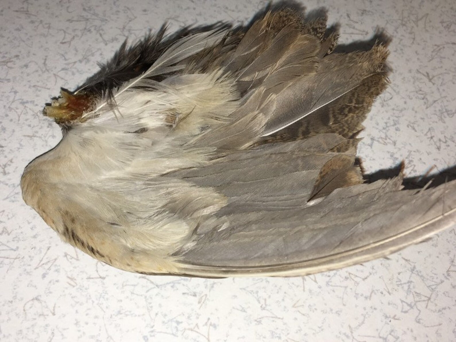 Dried Quail Wings4 for Crafts & Cats - Etsy