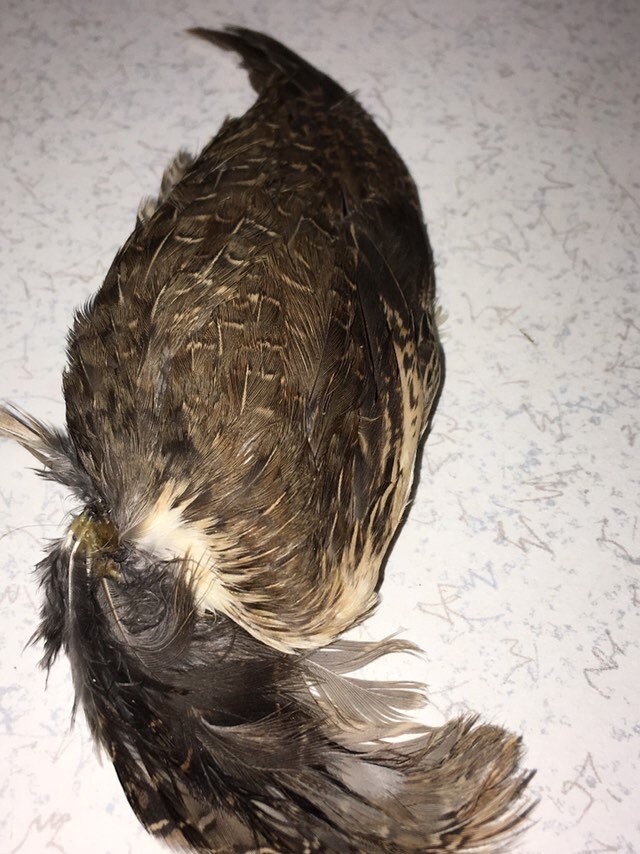 Dried Quail Wings4 for Crafts & Cats - Etsy