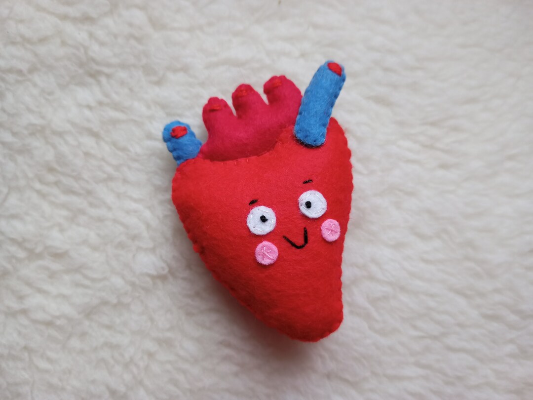 Heart Anatomy, Human Body Organs, Felt Ornament Heart, Educational ...