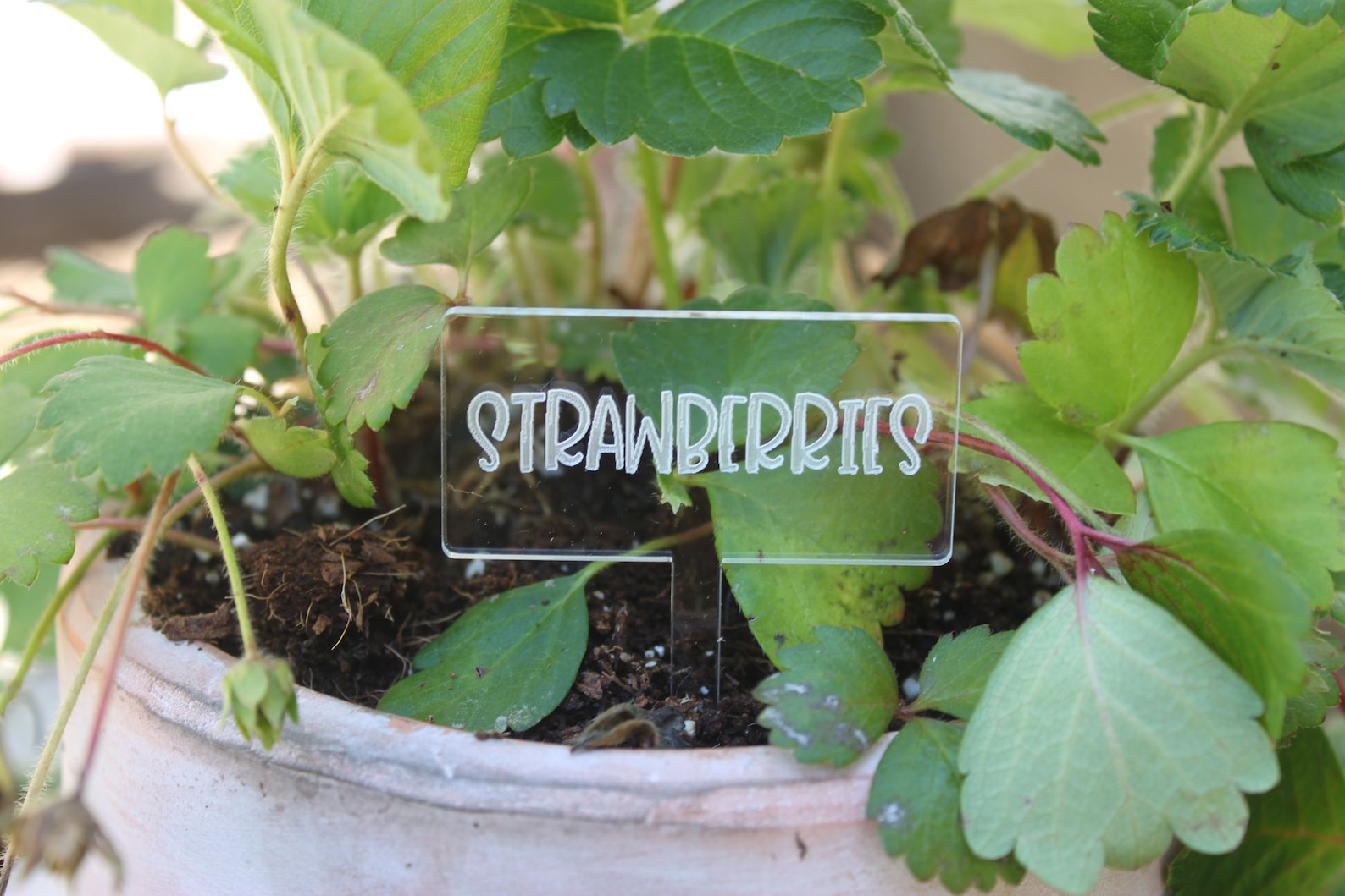 Laser Engraved Acrylic Vegetable and Fruit Garden Markers | Etsy