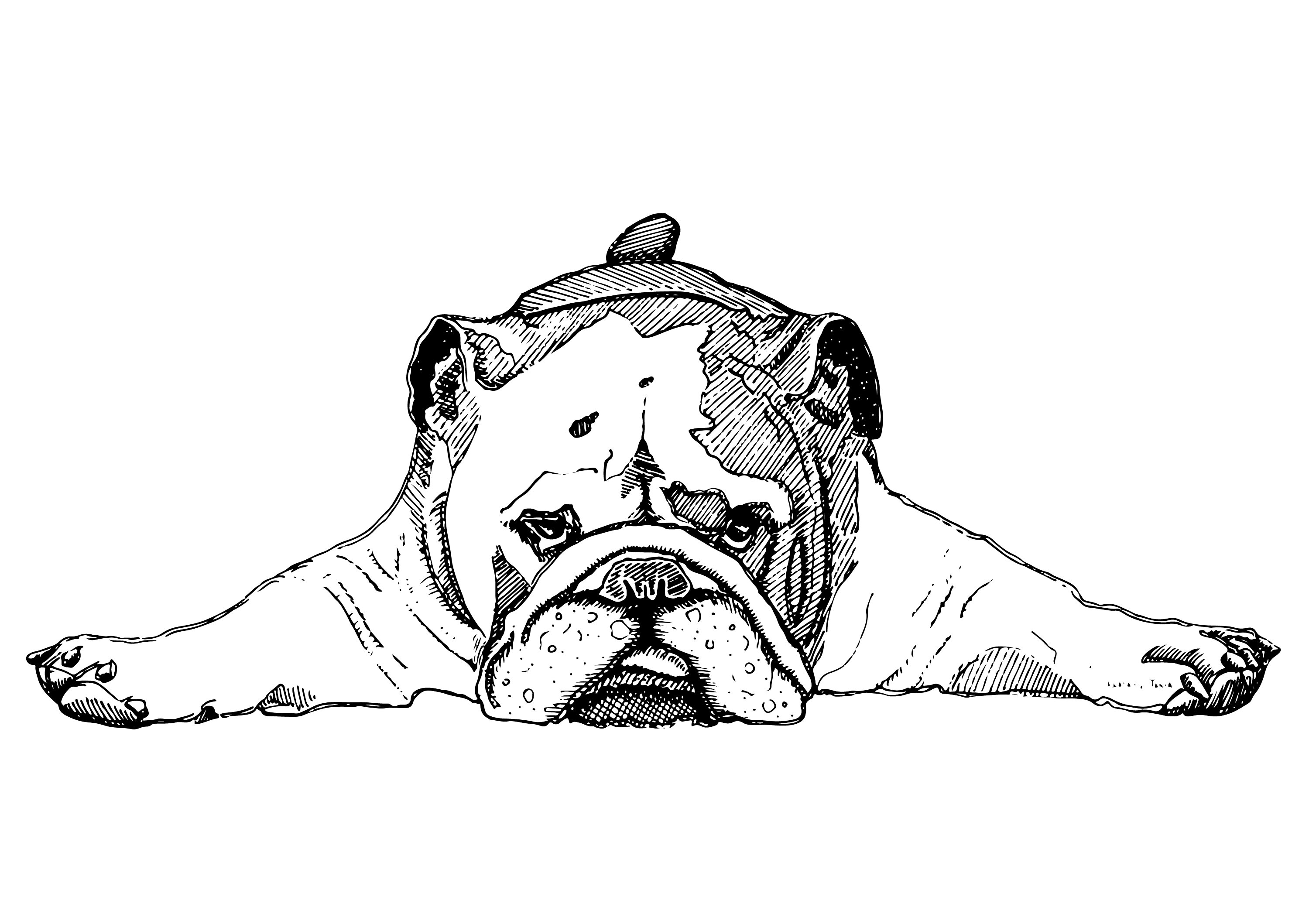 Dogs Clipart Bulldog Clip Art Instant Download Raster | Etsy