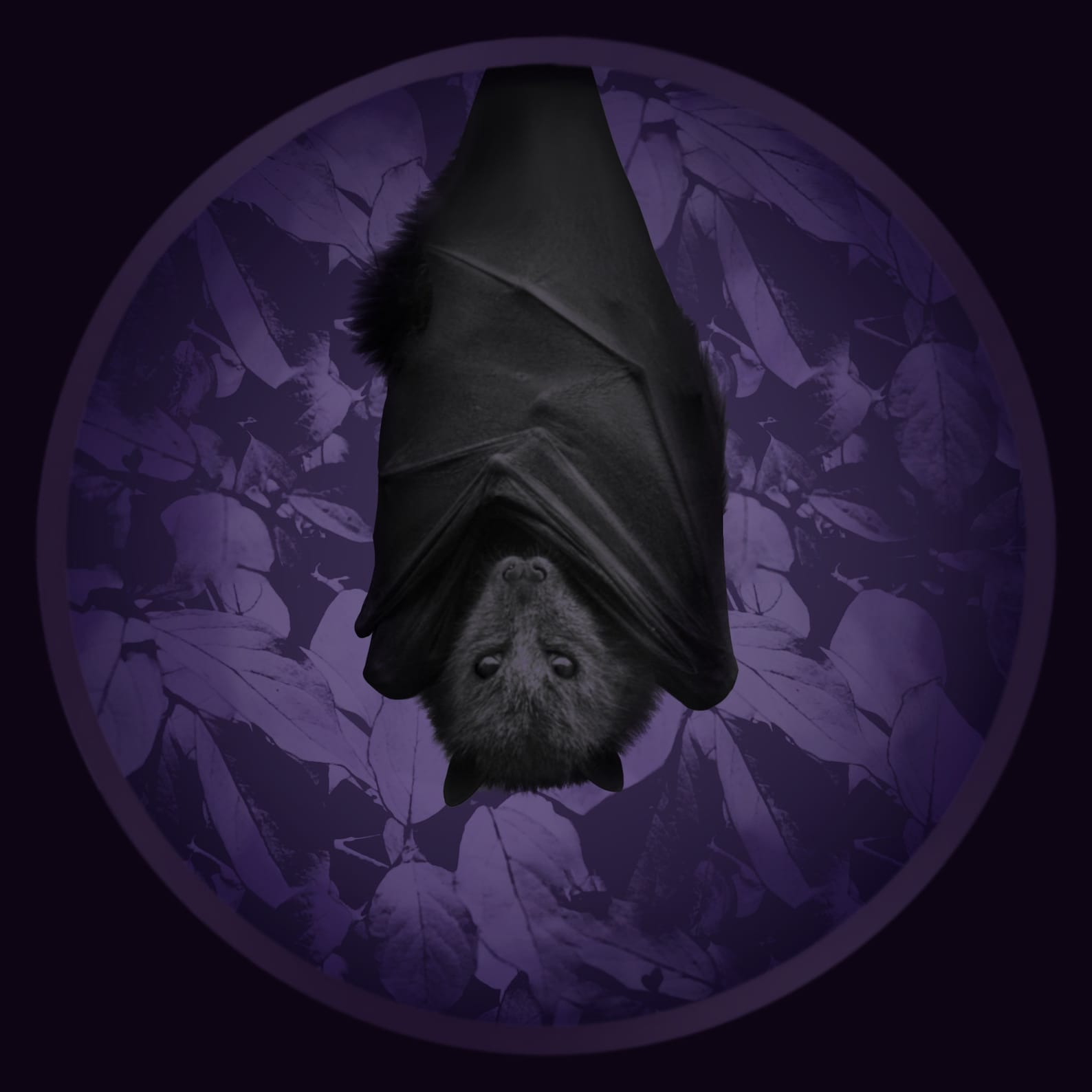 Realistic Bat Brushes for Procreate - Etsy UK