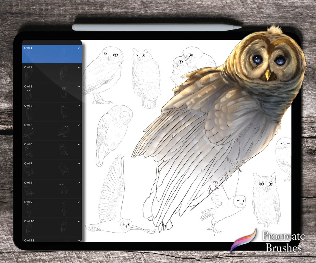 Owl Sketch Stamps for Procreate - Etsy