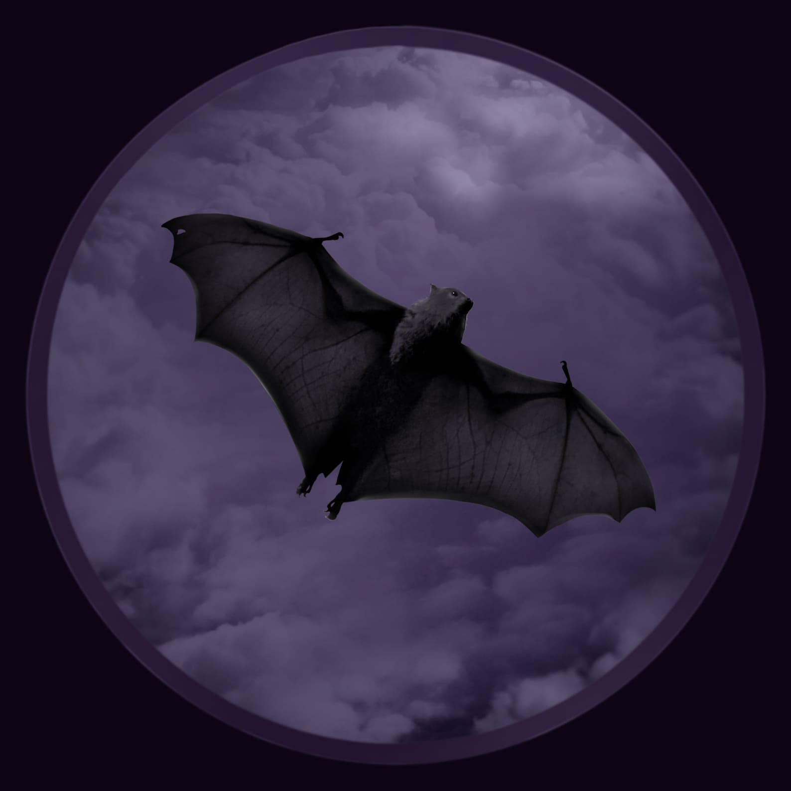 Realistic Bat Brushes for Procreate - Etsy UK