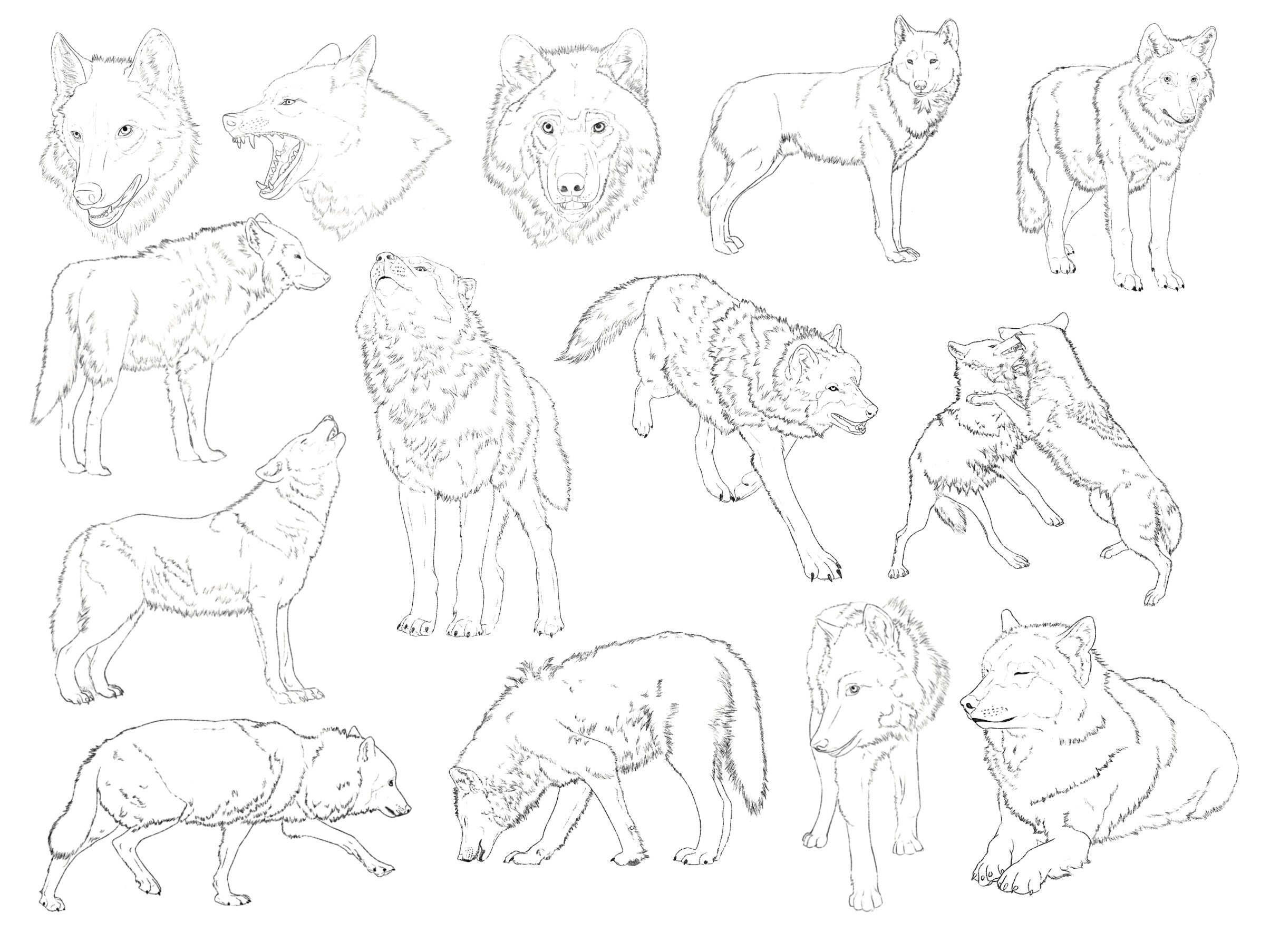 Wolf Pose Sketch Stamps for Procreate - Etsy