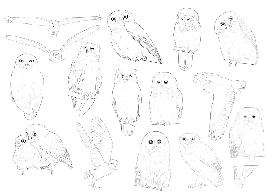 Owl Sketch Stamps for Procreate - Etsy