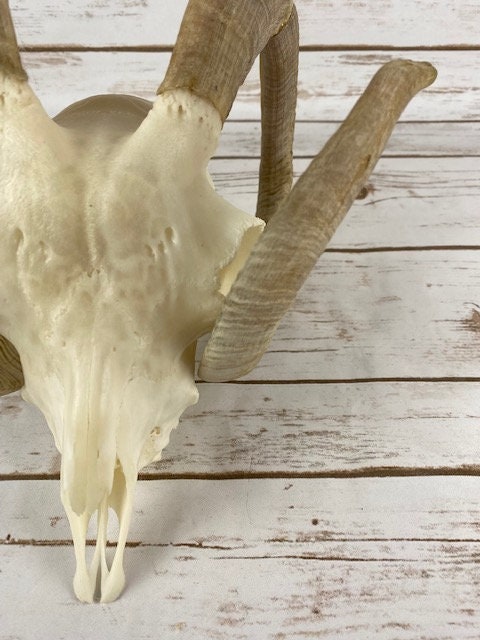 Goat Skull 578 | Etsy