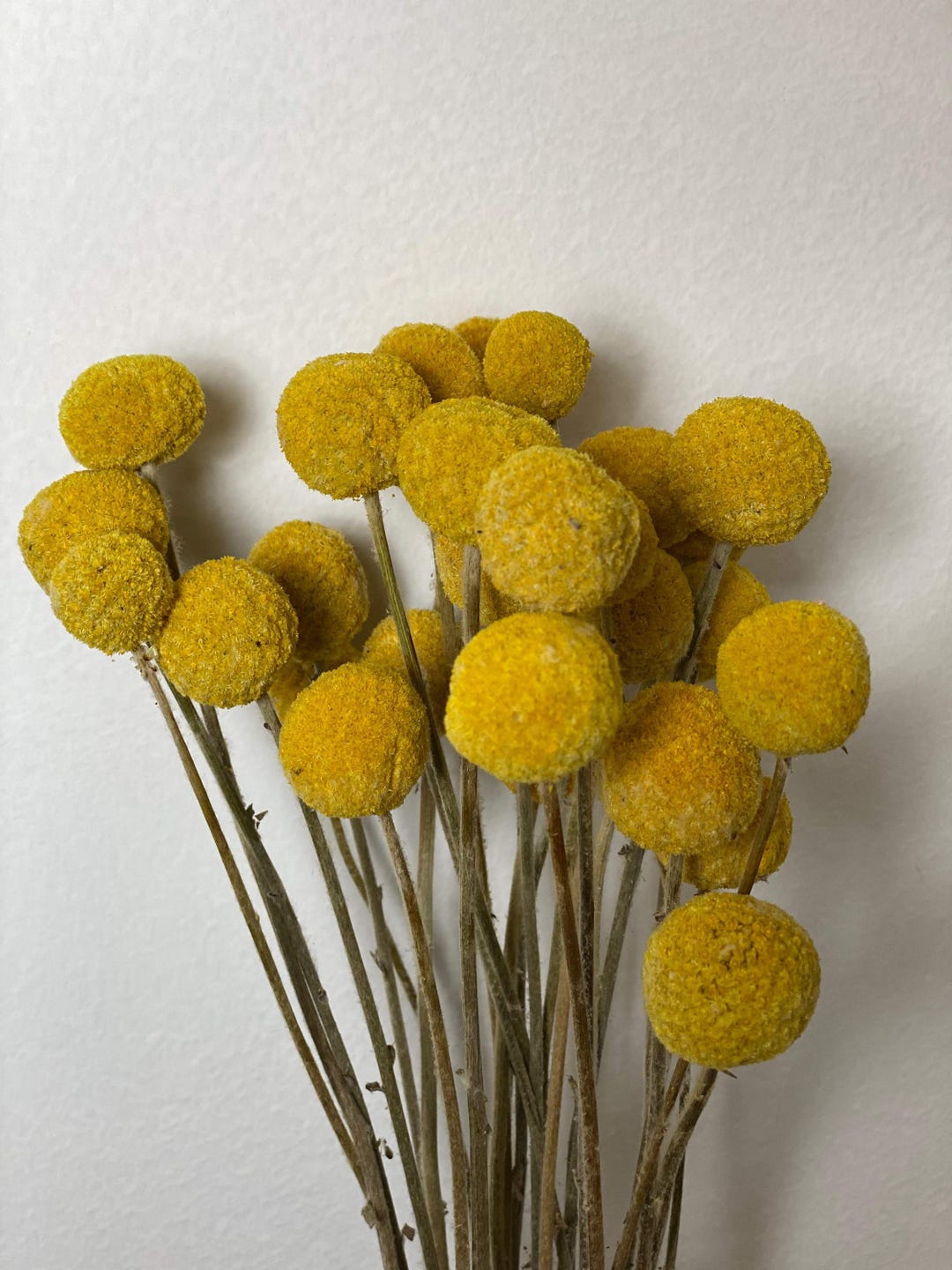30 Yellow Billy Ball Stems: Natural Dried Craspedia Bouquet - Etsy