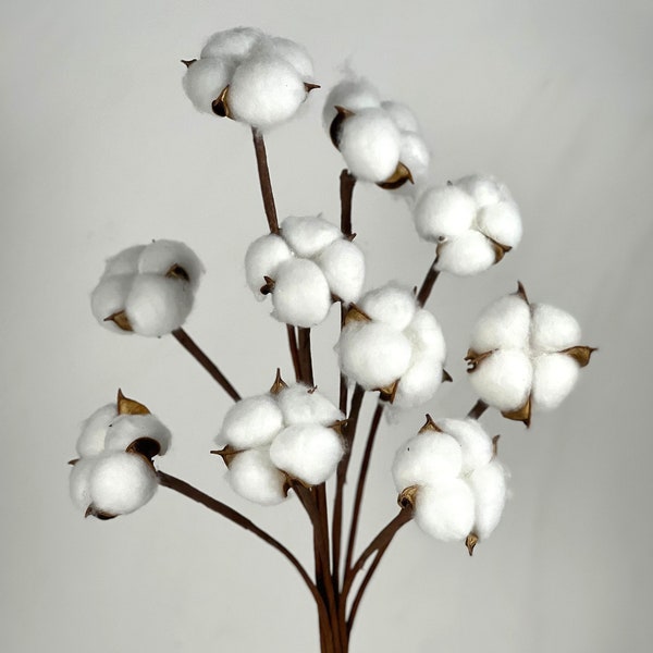 White Cotton Stems - Etsy