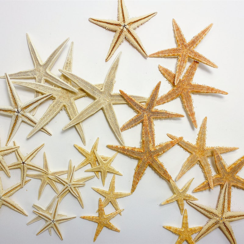 Starfish Decor - Etsy