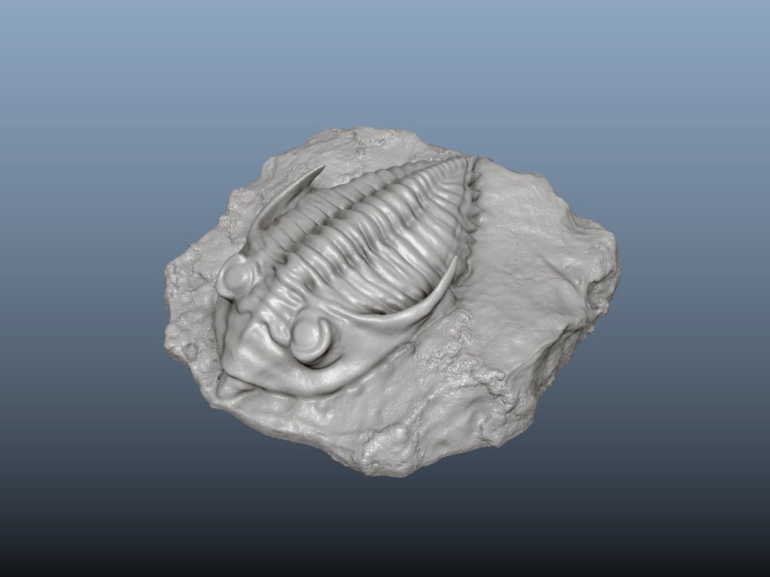 Trilobit Fossil: Detailliertes 3D Modell (STL, OBJ) - Etsy.de