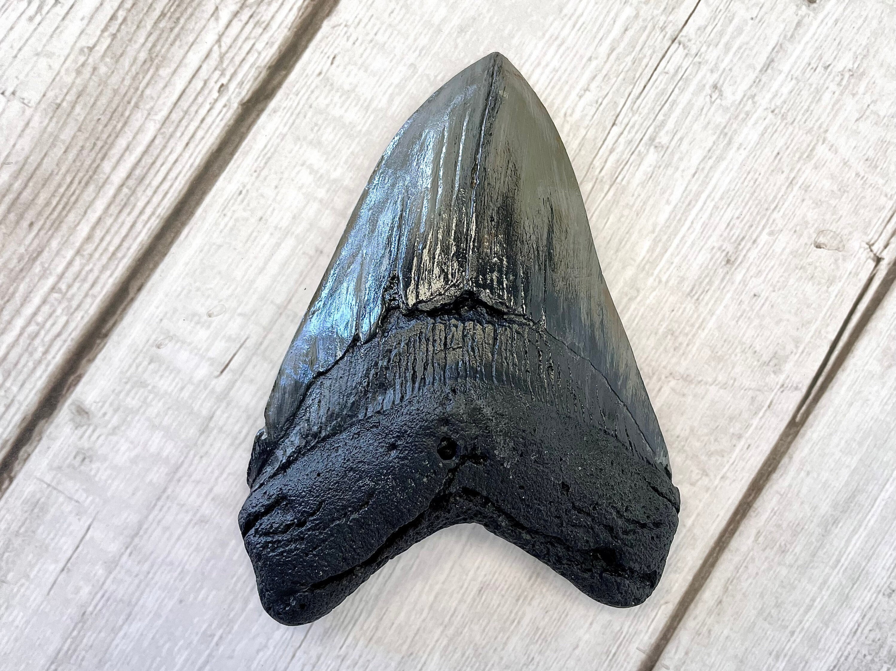 Megalodon Shark Tooth Replica