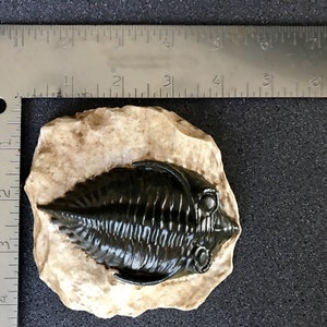 Trilobite Fossil Replica: Detailed 3D Model (STL, OBJ) - Etsy