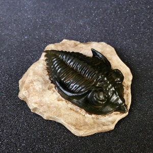 Trilobite Fossil Replica: Detailed 3D Model (STL, OBJ) - Etsy