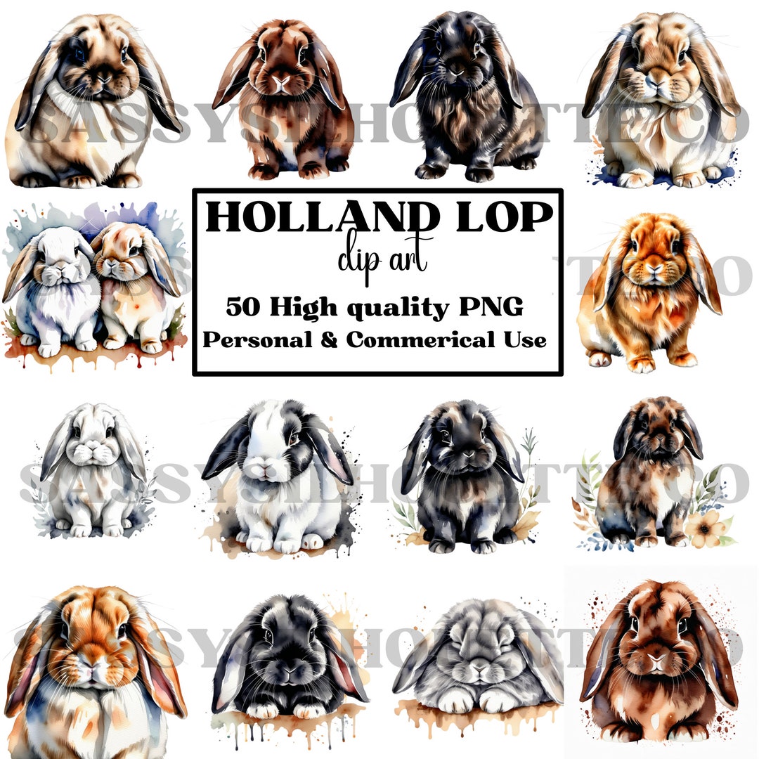Holland Lop Clipart, Holland Lop Images, Watercolor Holland Lop, Rabbit ...