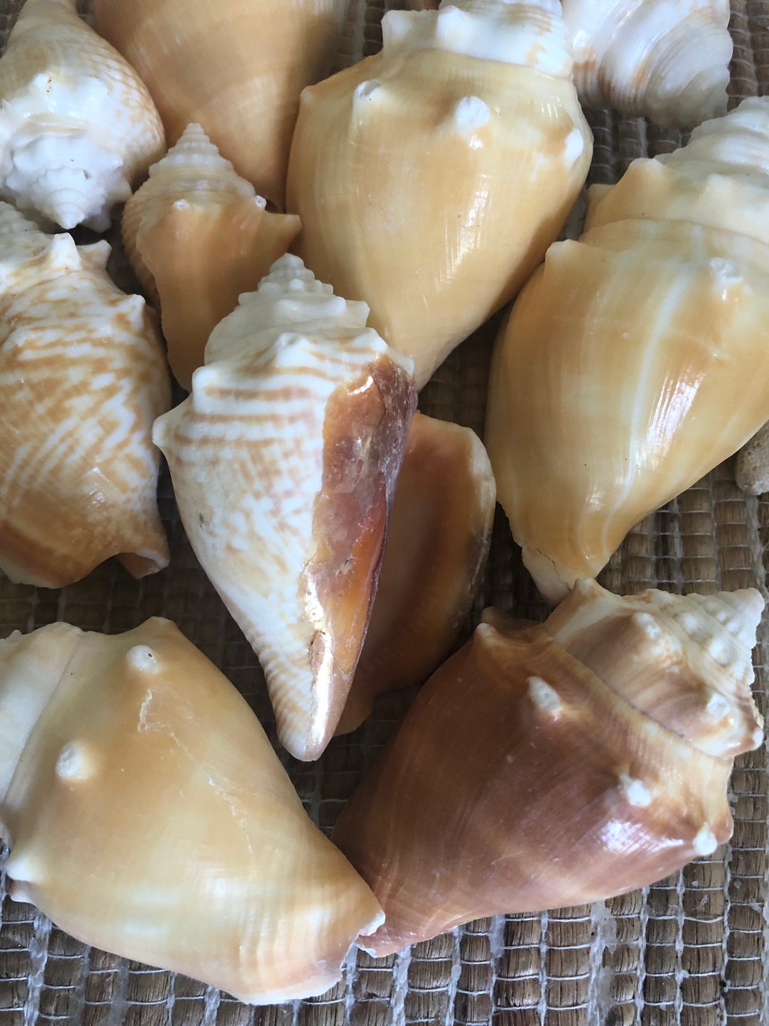 8 Assorted Conch Shells Marco Island Fort Myers Key West 2 Inch 3 Inch ...