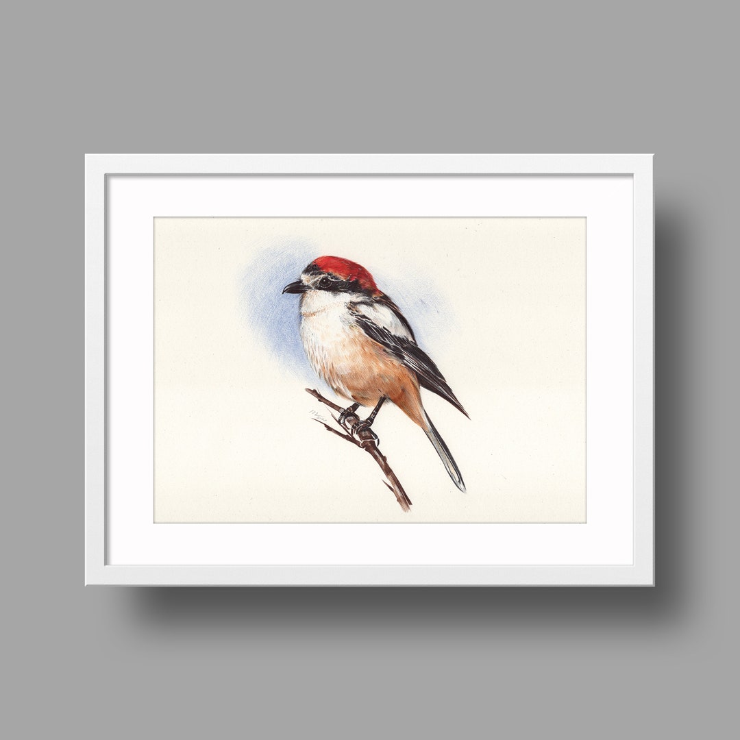 Woodchat Shrike Original Artwork, Ballpoint Drawing on Paper - Etsy