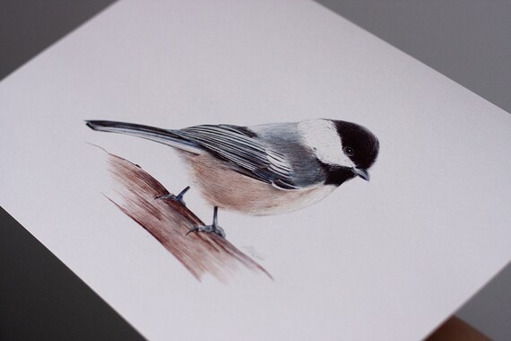 ballpoint drawing on paper Carolina Chickadee original artwork Art ...