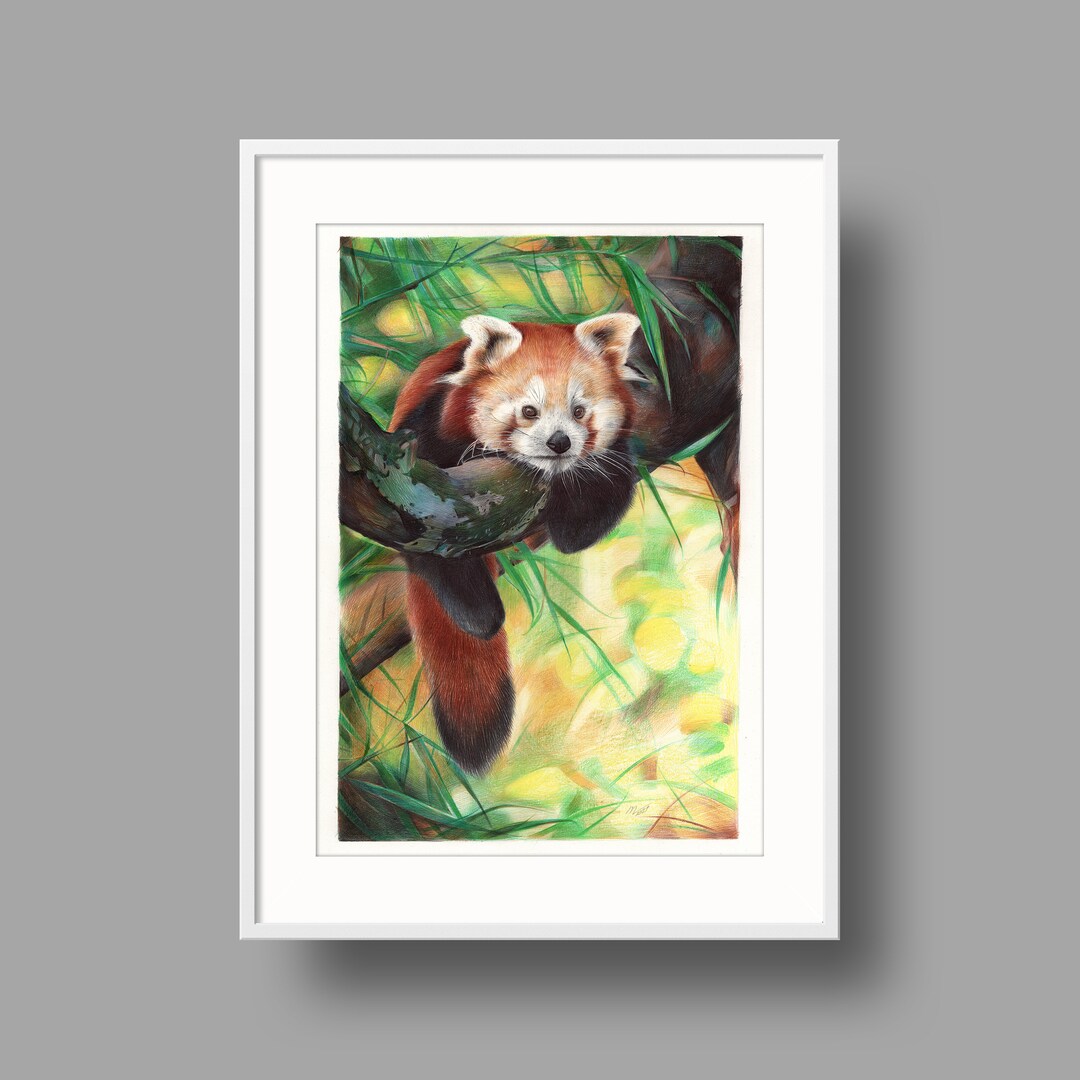 Red Panda Original Artwork, Ballpoint Pen Drawing on Paper - Etsy