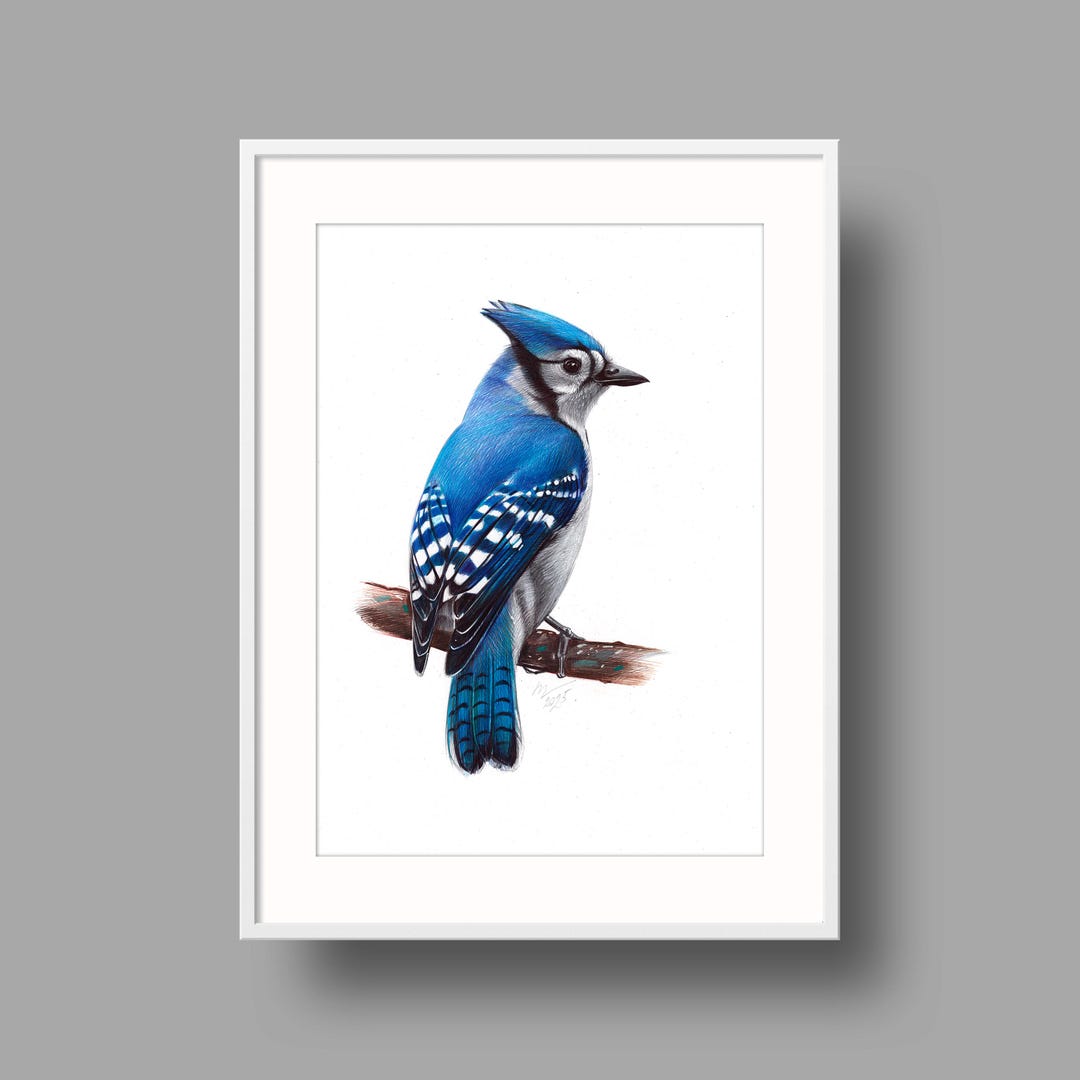 Blue Jay Original Artwork | Ballpoint Pen Drawing on Paper ...
