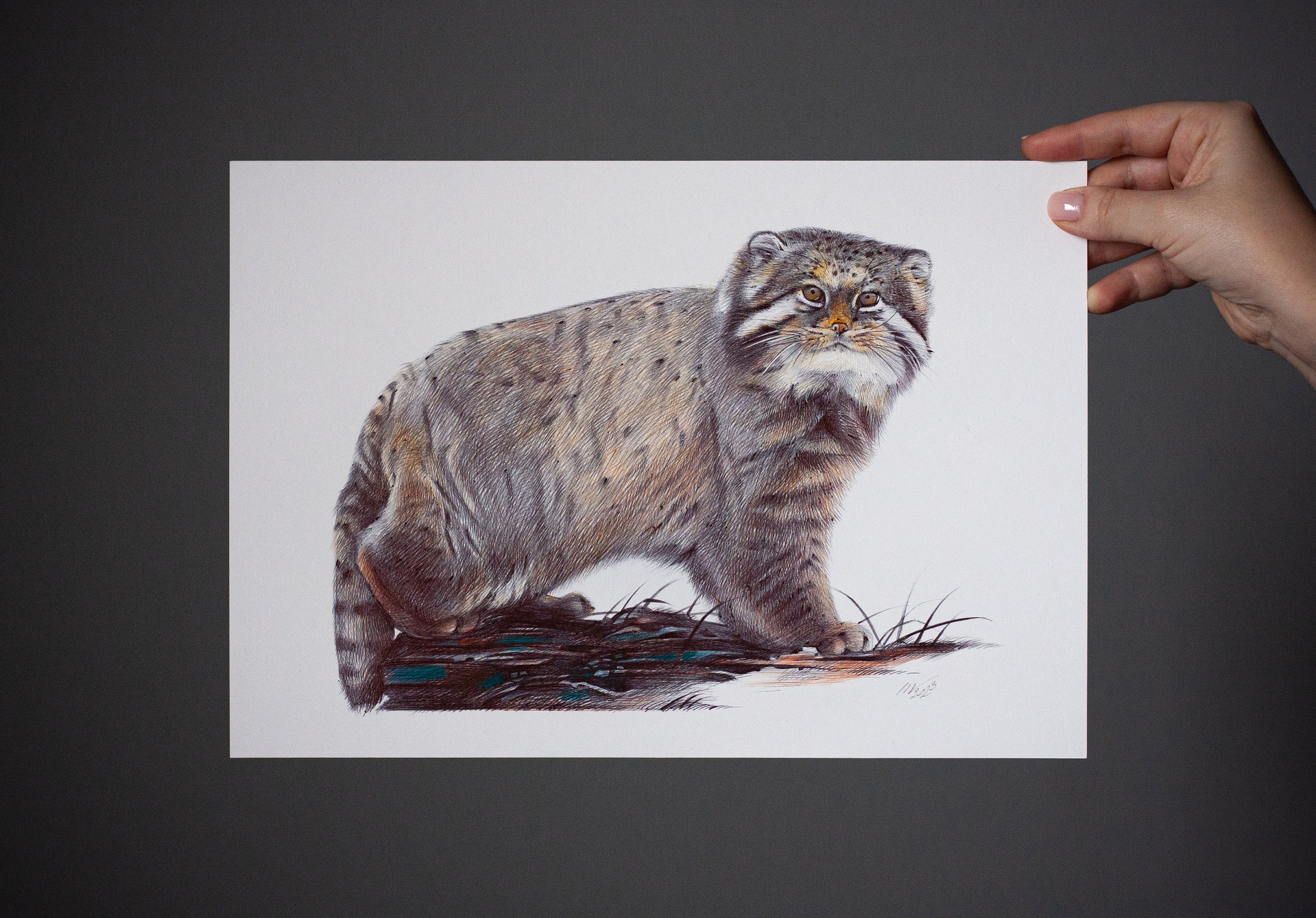 Pallas's Cat Original Artwork Ballpoint Pen Drawing on Paper Realistic ...