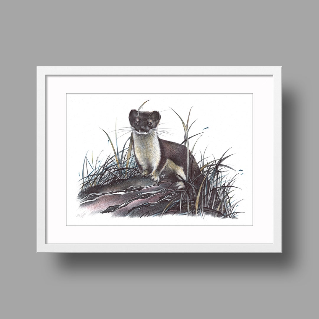 Stoat Original Artwork | Ballpoint Pen Drawing on Paper | Realistic ...