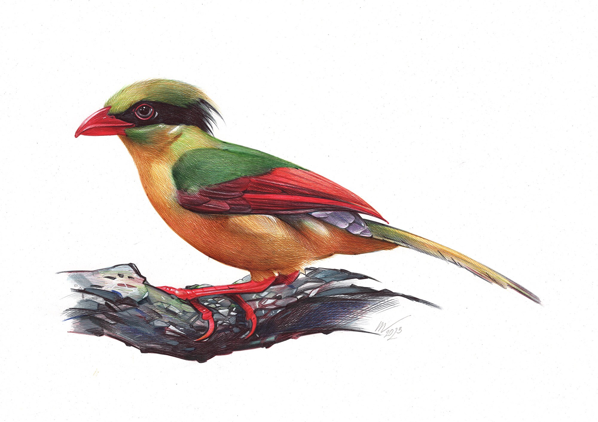 Indochinese Green Magpie Original Artwork Ballpoint Pen - Etsy