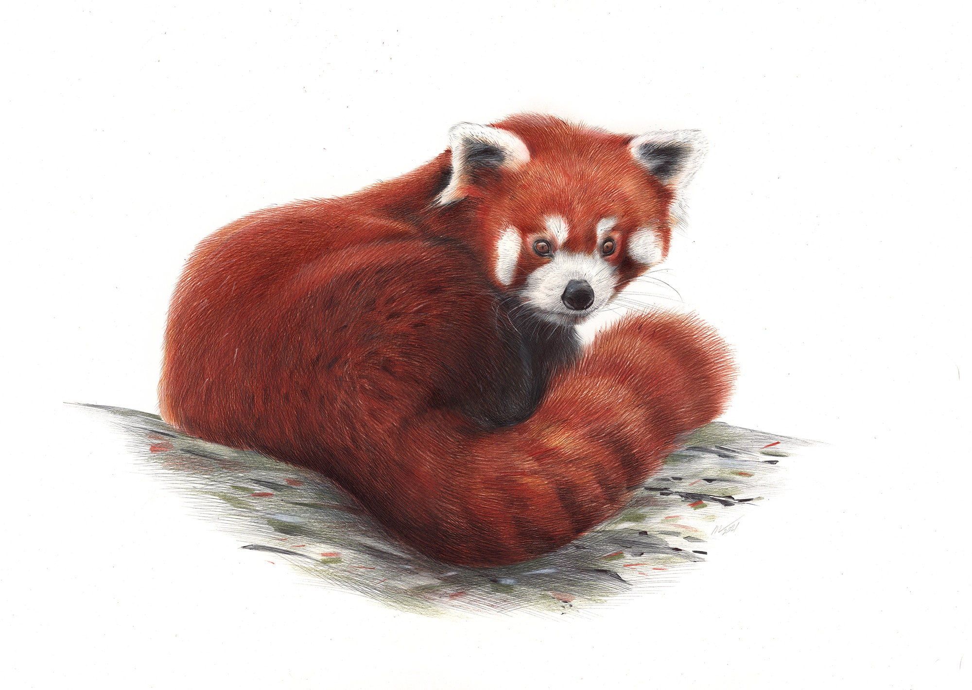 Red Panda Original Artwork. Ballpoint Pen Drawing on Paper ...
