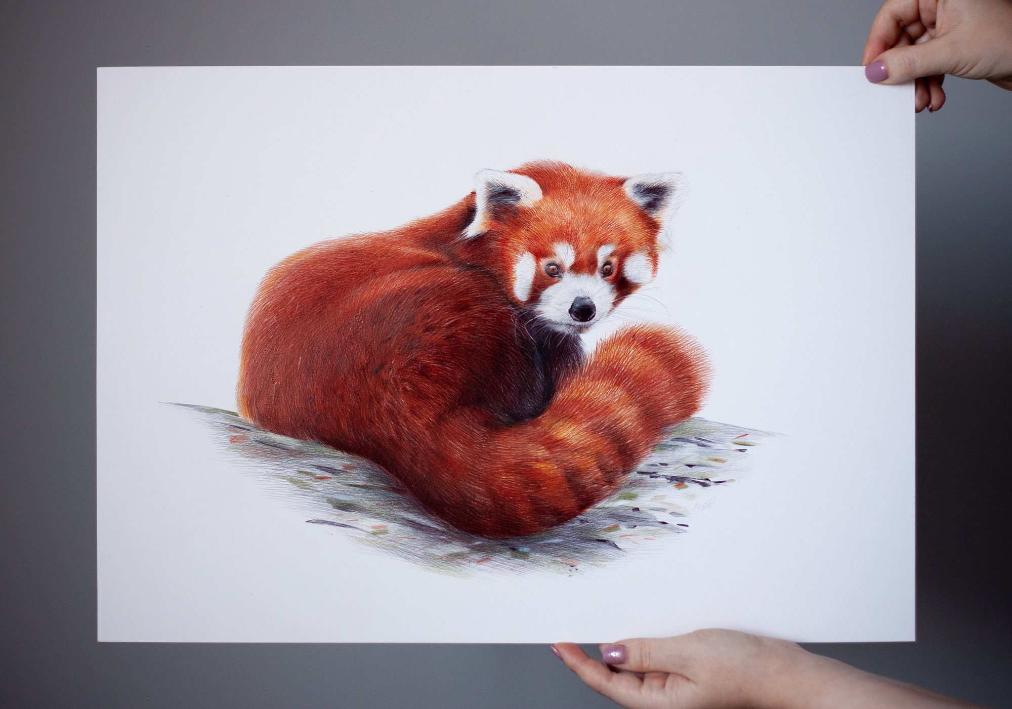 Red Panda Original Artwork. Ballpoint Pen Drawing on Paper ...