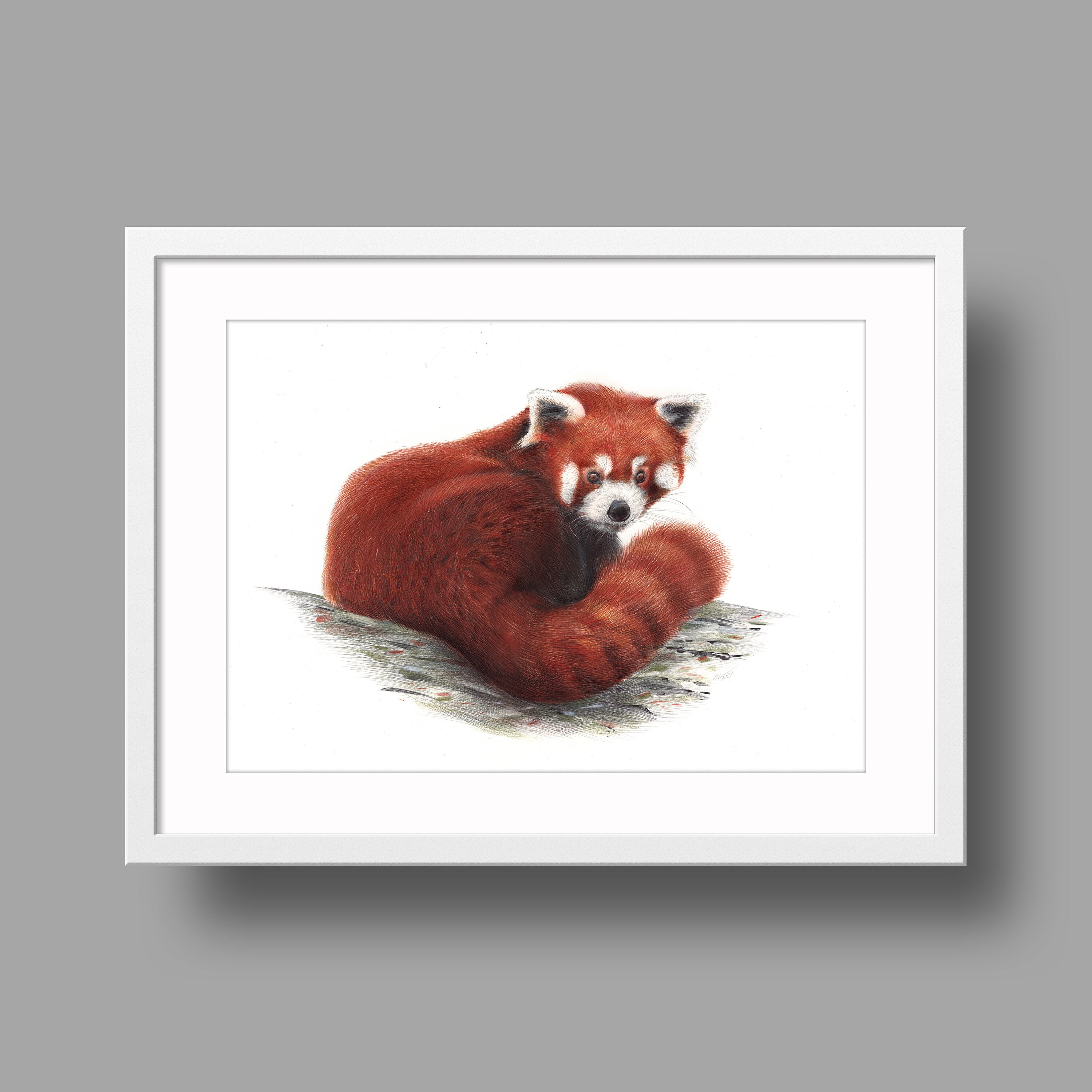 Red Panda Original Artwork. Ballpoint Pen Drawing on Paper ...