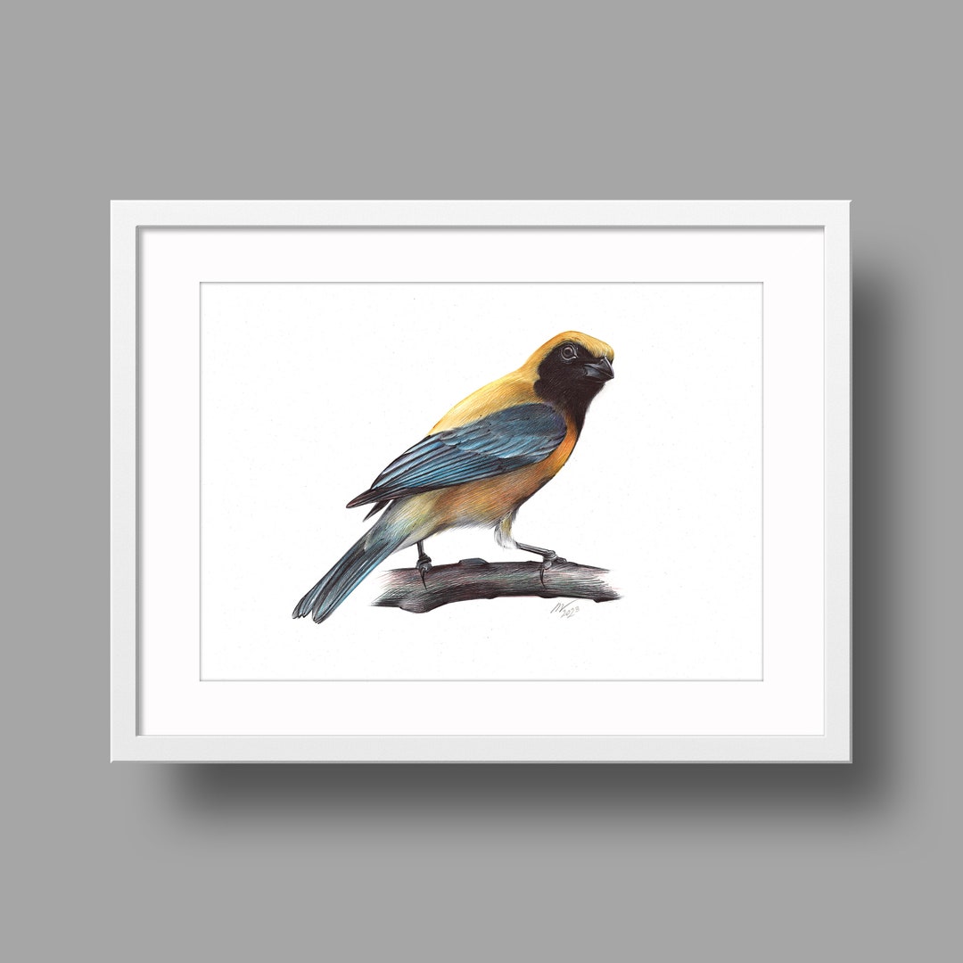 Burnished-buff Tanager Original Artwork | Ballpoint Pen Drawing on ...