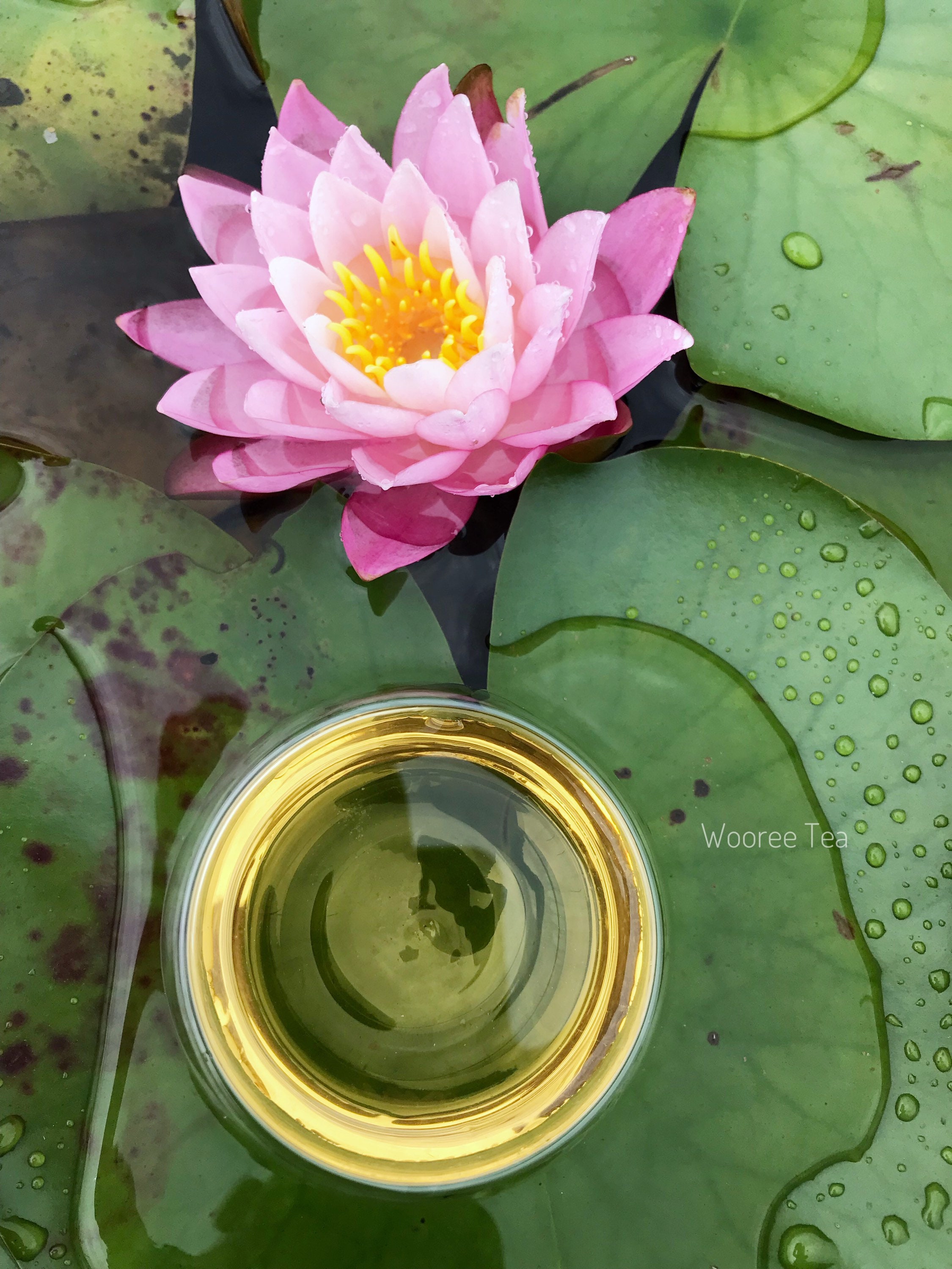 Woojeon - Korean Green Tea - 40g - Etsy