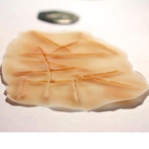 Costume 'slave' Detailed Latex Prosthetic Word Scar for Halloween, Prop ...