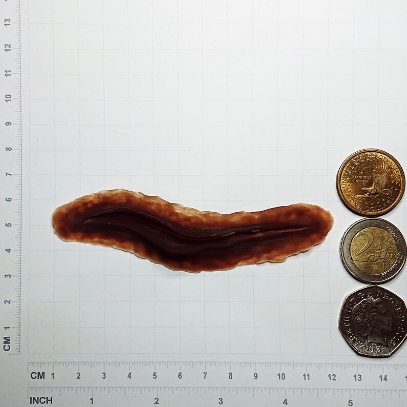 Latex Prosthetic Scar at Eldon Berthold blog